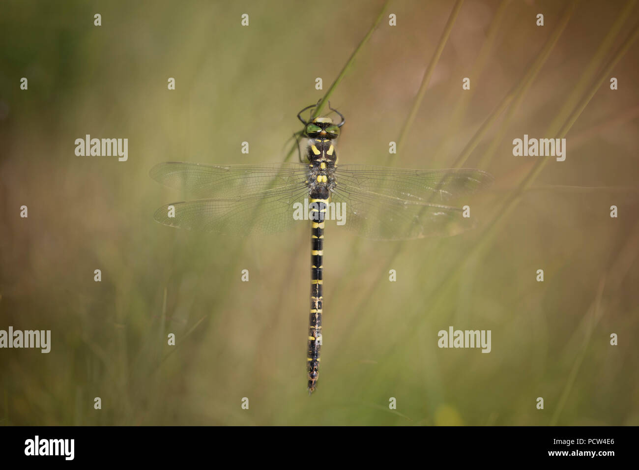 Golden ringed dragonfly Stock Photo - Alamy