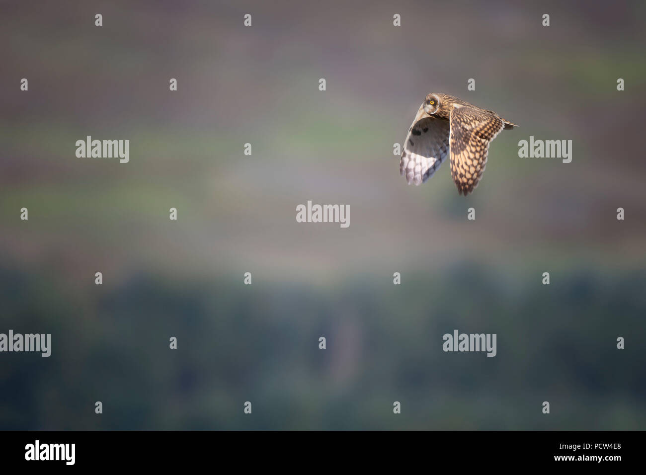 Long eared owl in flight in Scotland Stock Photo - Alamy