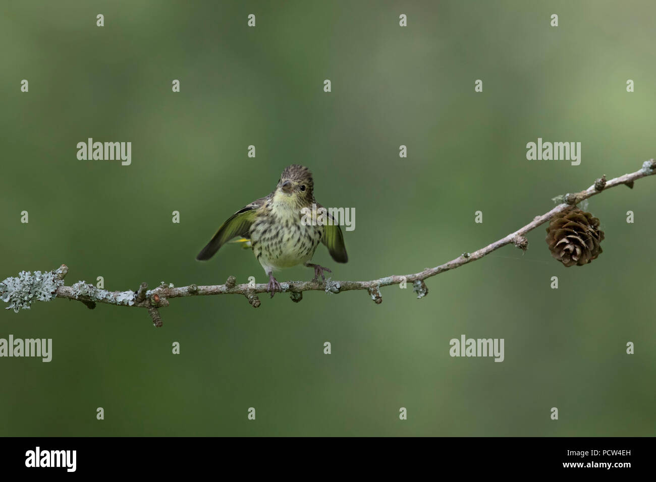 Young bird flapping wings hi-res stock photography and images - Alamy