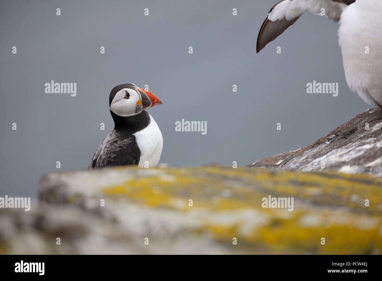 Bill bird hi-res stock photography and images - Alamy