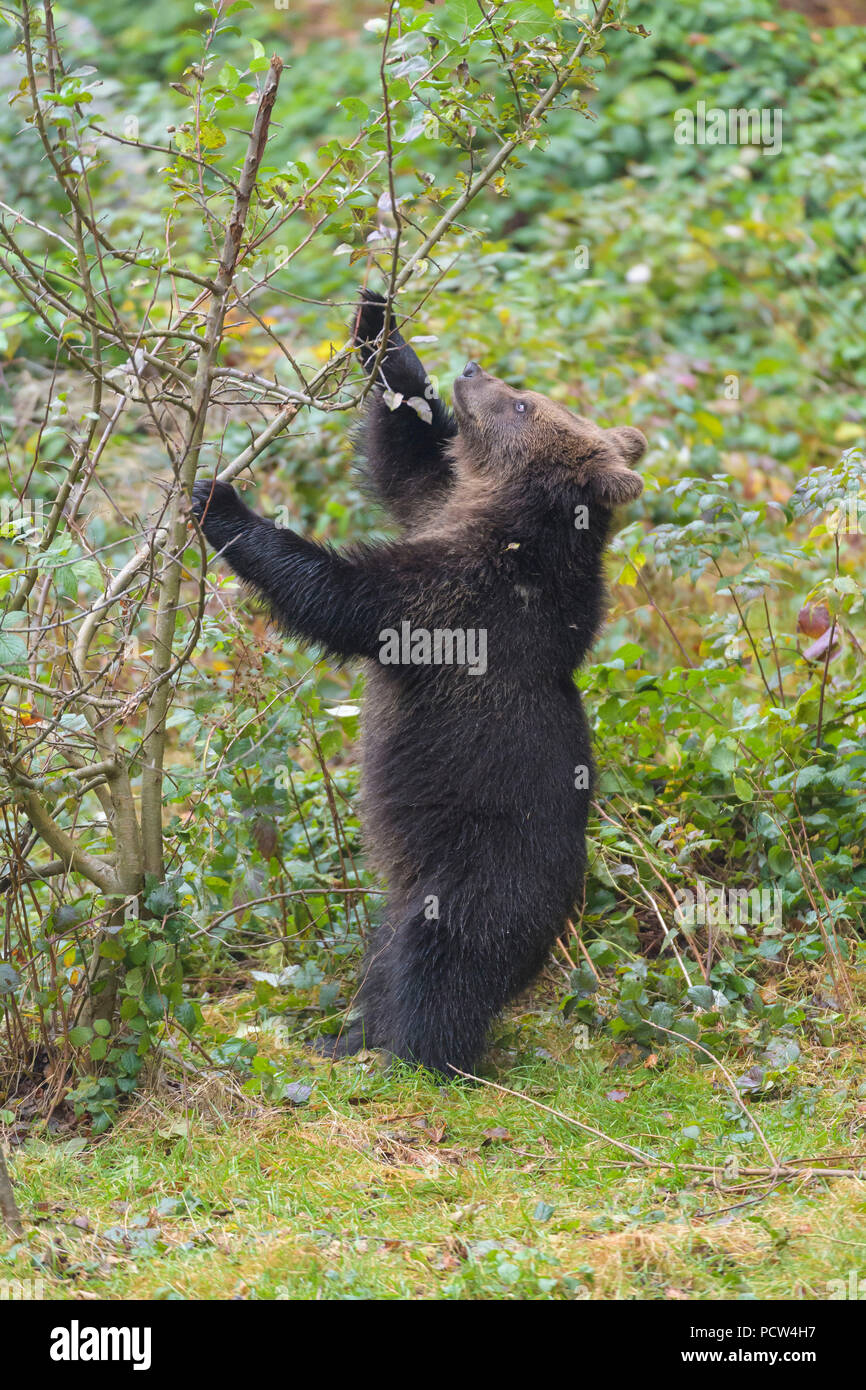 Cub stands hi-res stock photography and images - Alamy