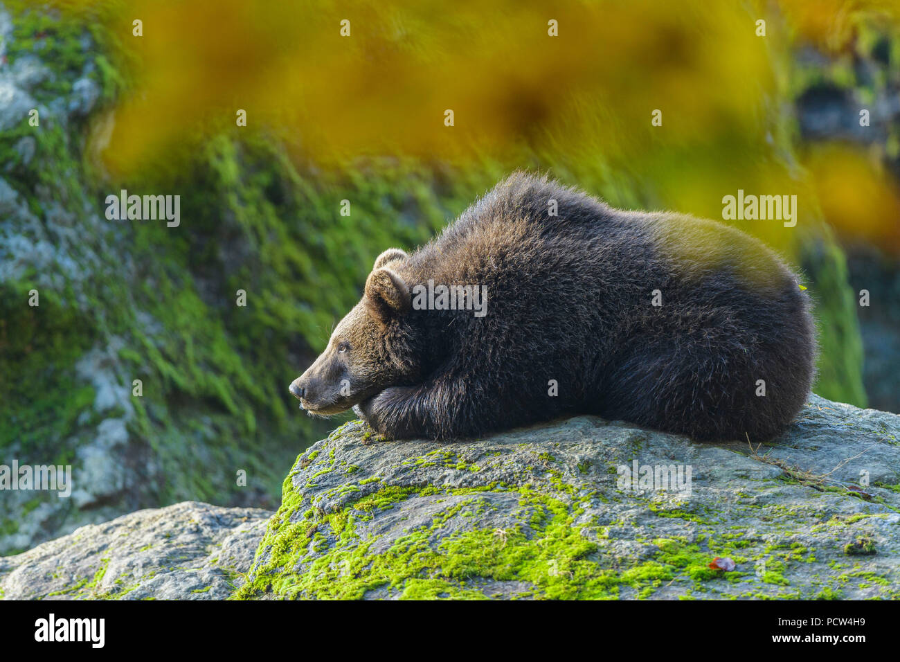 Brown bear, Ursus arctos, cub, Germany Stock Photo - Alamy