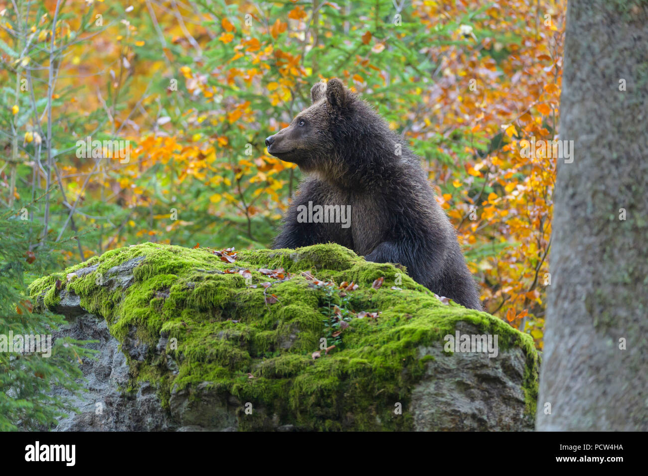 Brown bear, Ursus arctos, cub, Germany Stock Photo - Alamy