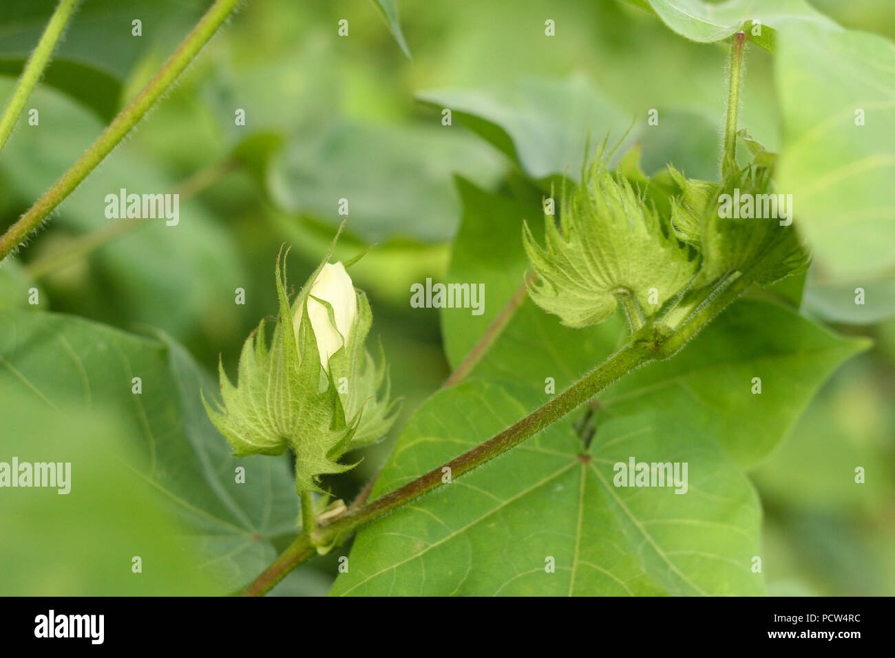 Cotton production hi-res stock photography and images - Alamy
