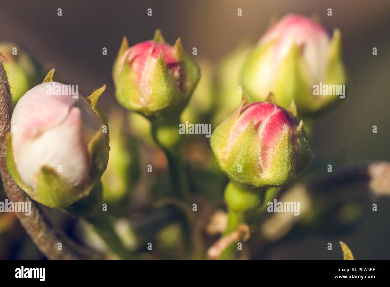 Macro of Pear buds in early spring ready to be opened Stock Photo - Alamy