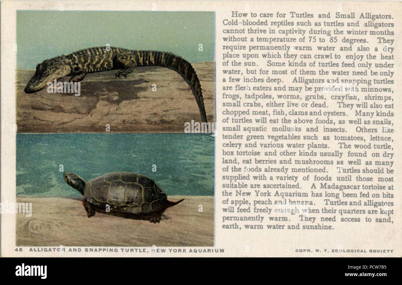 Alligator and Snapping Turtle, New York Aquarium, Corp NY Zoological ...