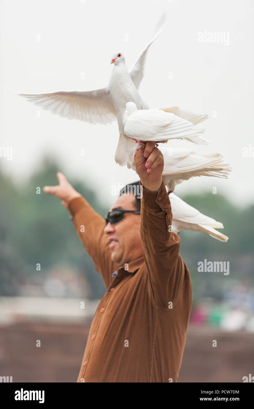 Adult mountain pigeons hi-res stock photography and images - Alamy