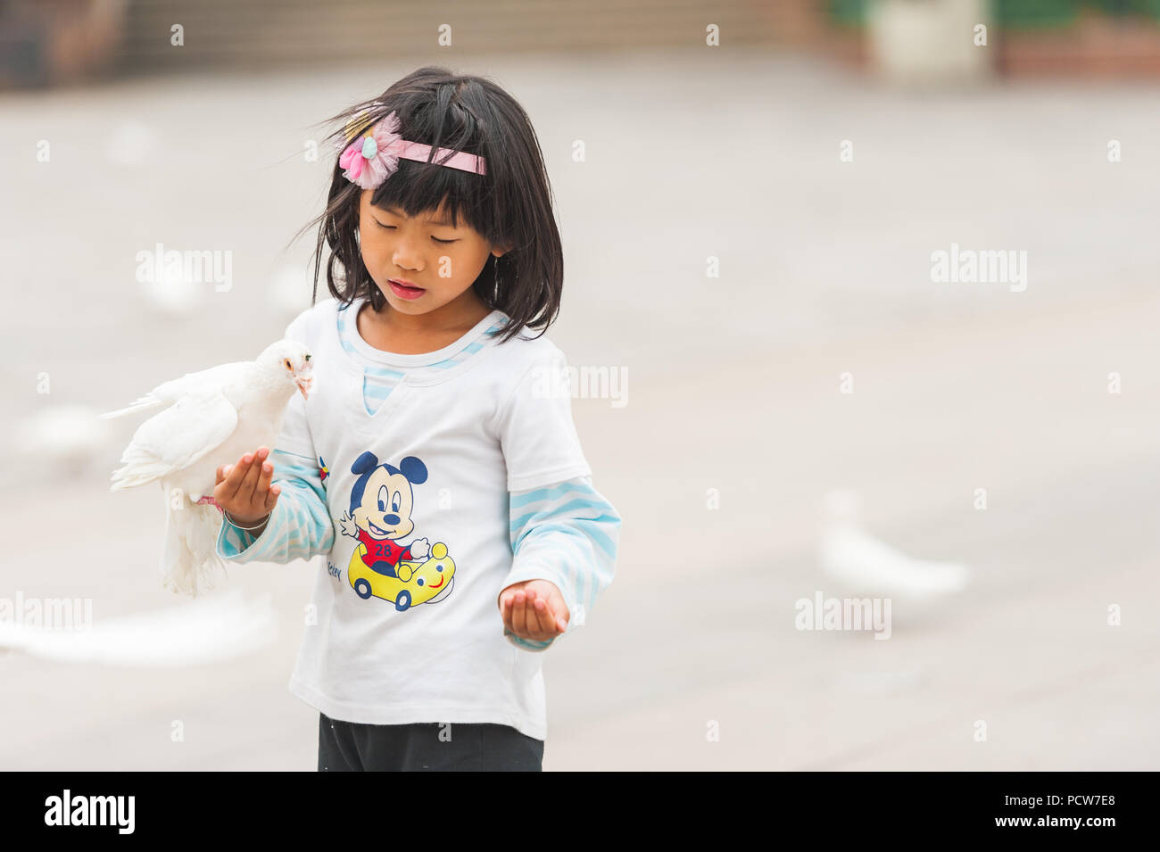 Adult mountain pigeons hi-res stock photography and images - Alamy