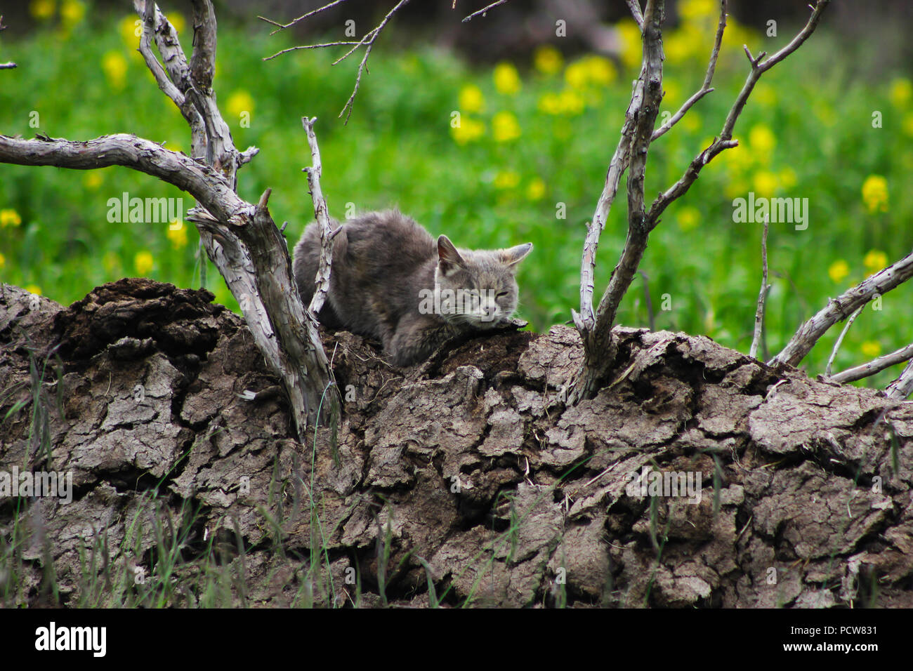 Yak plants and animals hi-res stock photography and images - Alamy