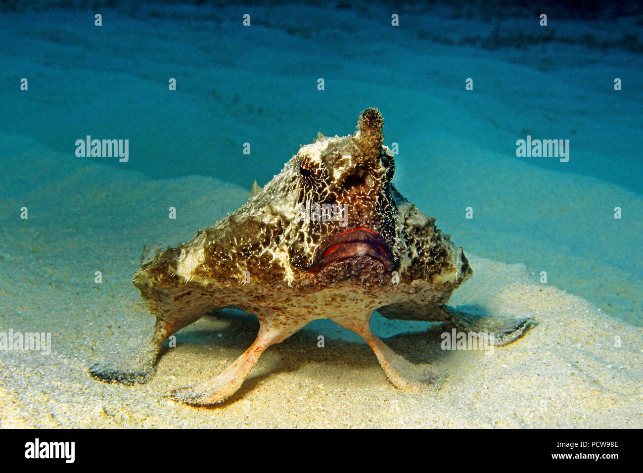 Shortnose Batfish (Ogcocephalus nasutus), Bonaire, Netherland Antilles ...