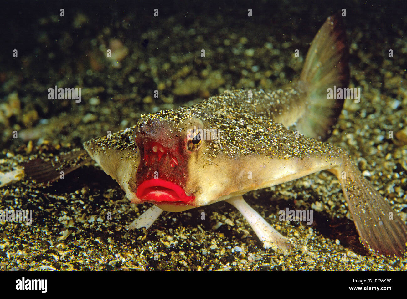 Rotlippen fledermausfisch hi-res stock photography and images - Alamy
