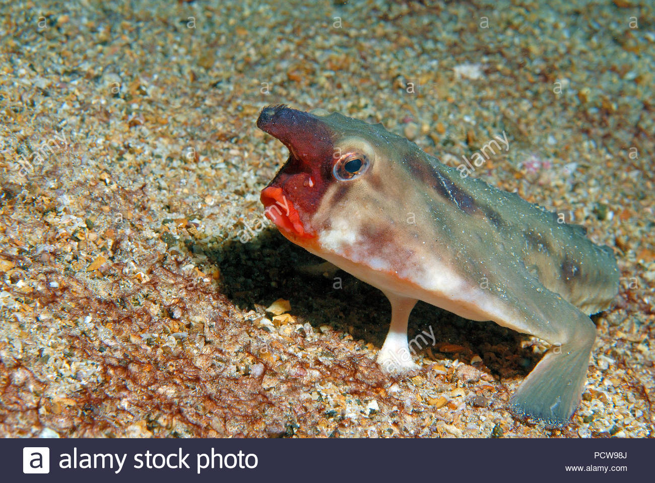 Batfish Stock Photos & Batfish Stock Images - Alamy