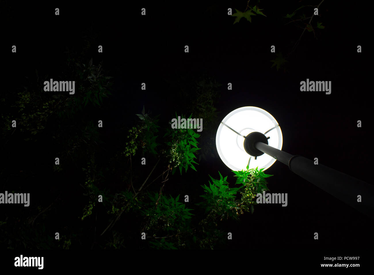 This is a street light between a tree at night Stock Photo - Alamy