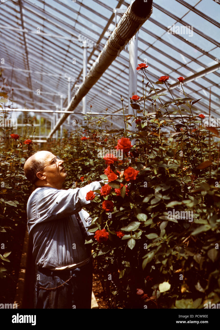 Thornless rose hi-res stock photography and images - Alamy