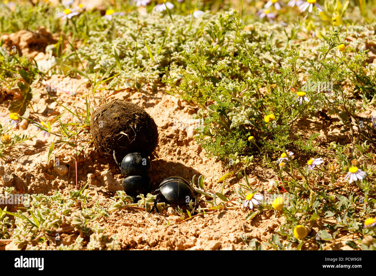 Dung beetle scarabaeus hi-res stock photography and images - Alamy