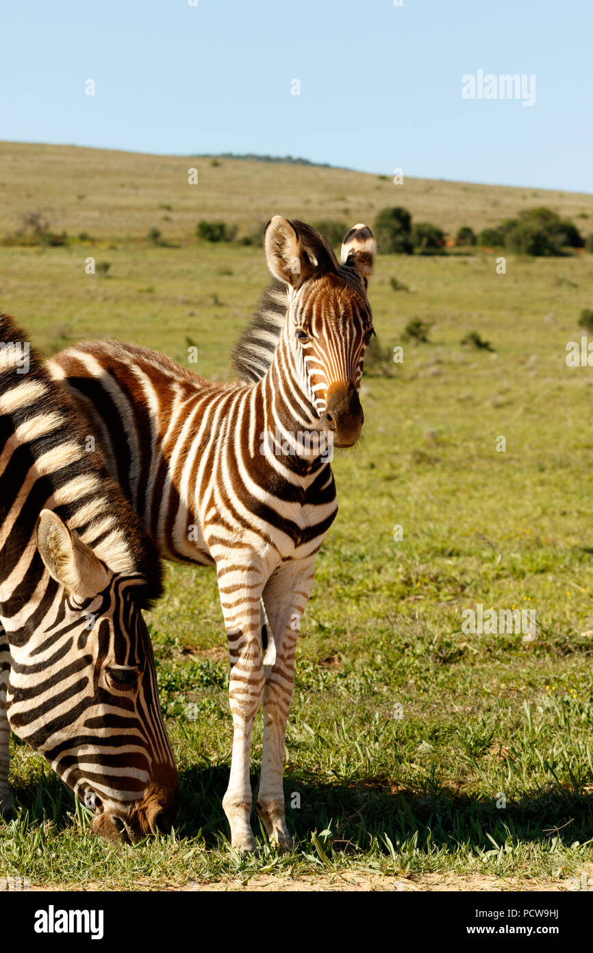 Mom and baby zebras hi-res stock photography and images - Alamy
