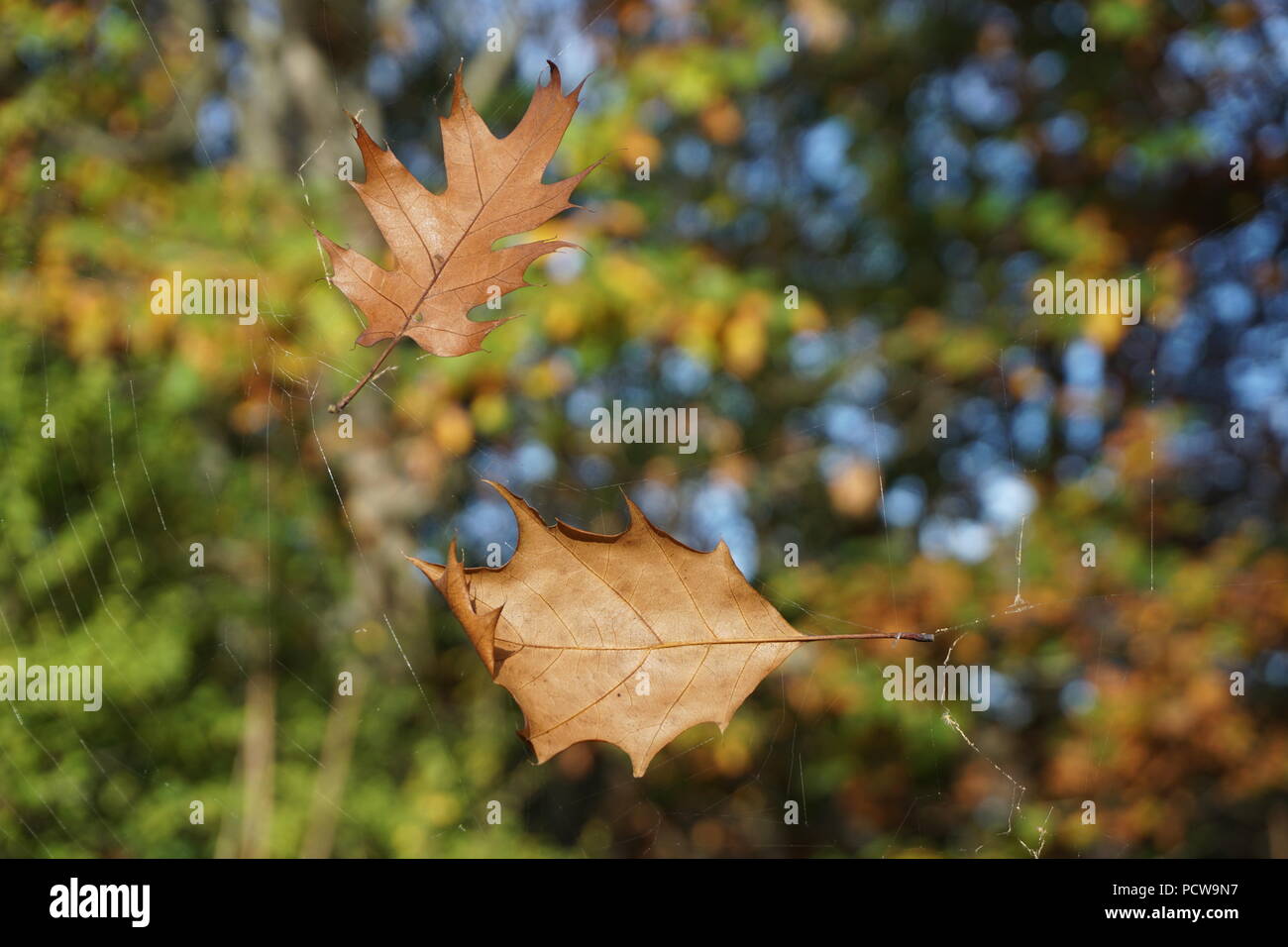 Two brown dead leaves caught in a spider web and floating on air in the ...