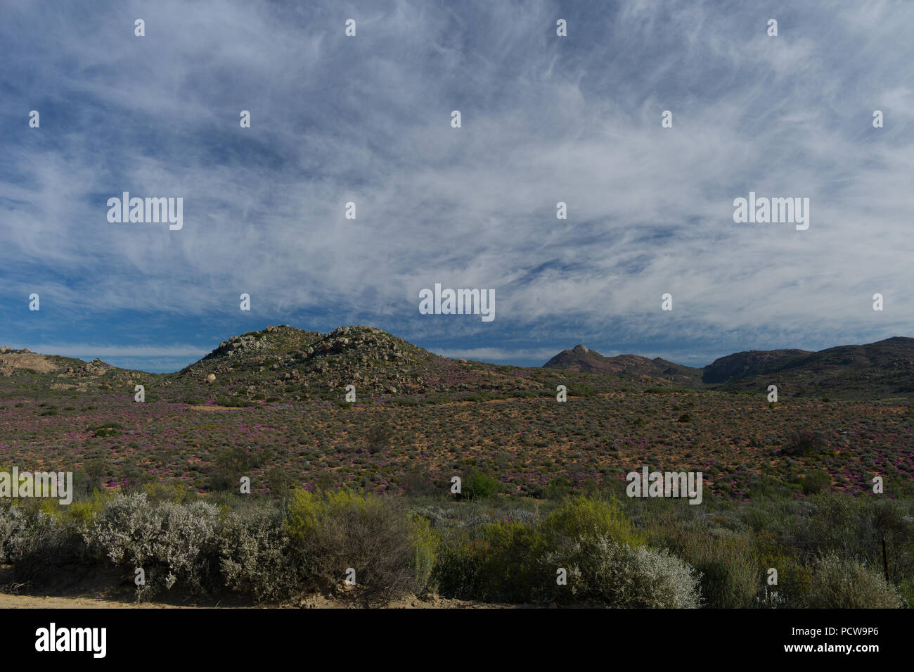 Spring in the Northern Cape, South Africa brings a stunning show of ...