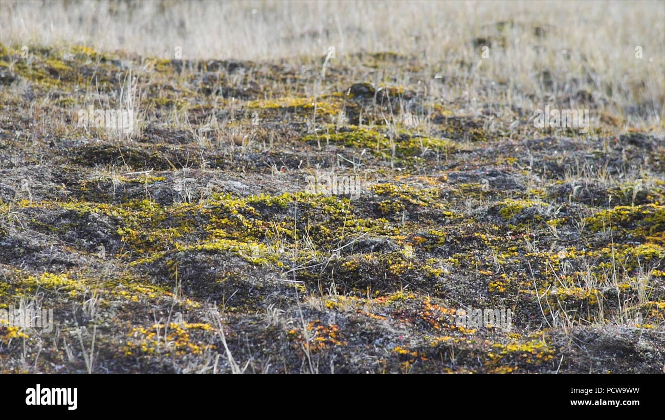 Spring scenery with wild flowers of the field blossoms, nature ...