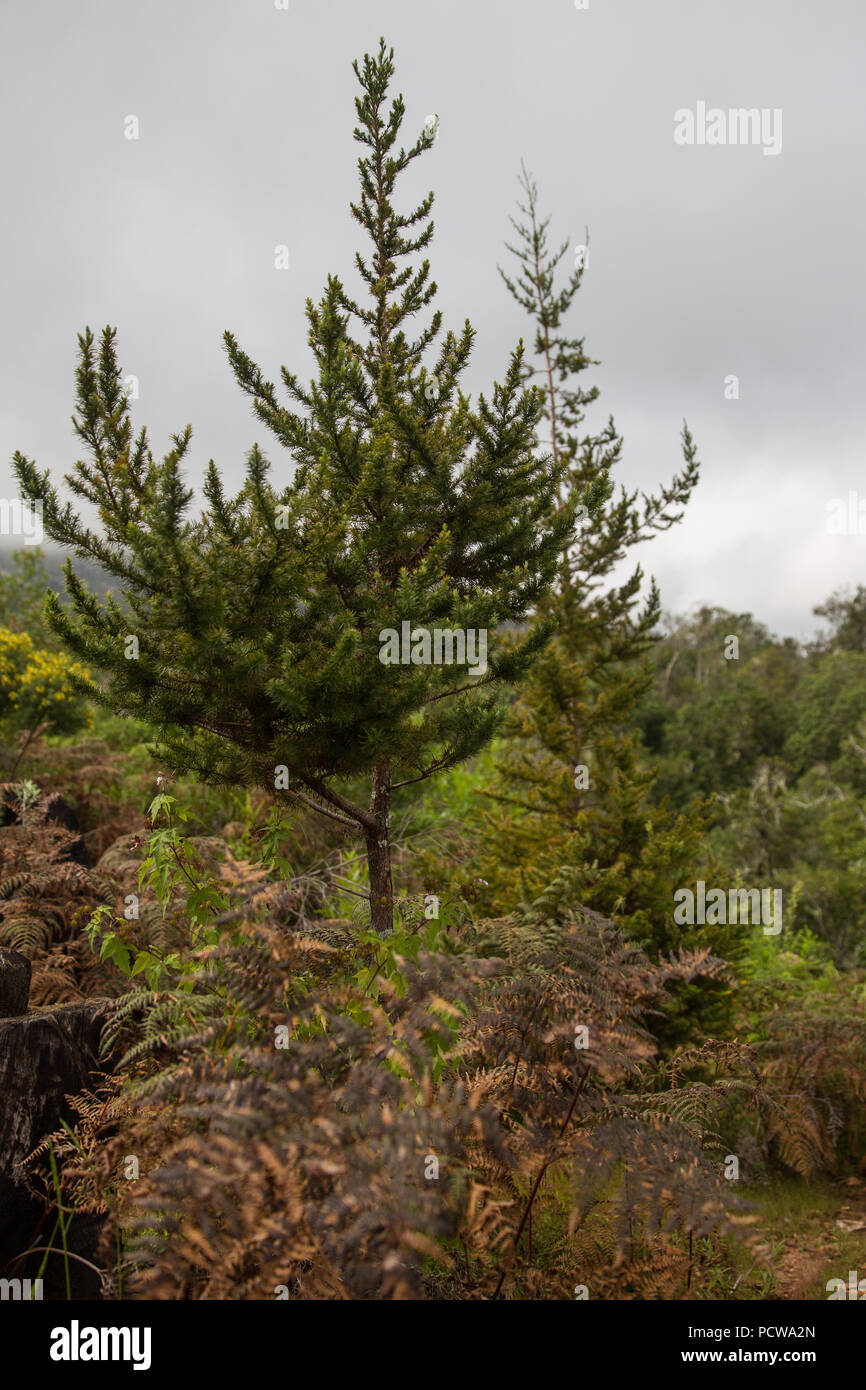 Widdringtonia whytei hi-res stock photography and images - Alamy