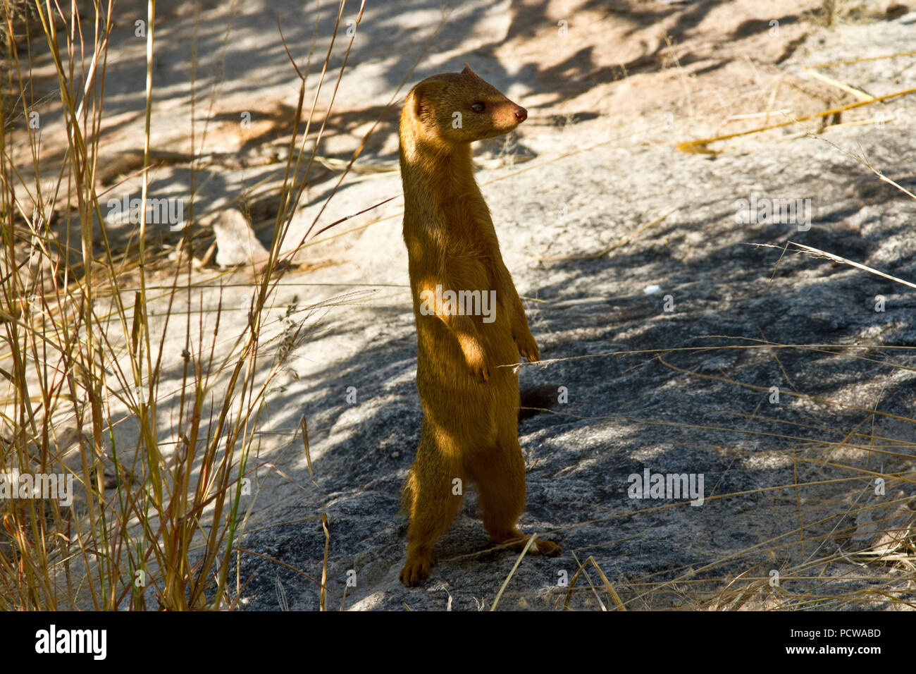 Mongoose and teeth hi-res stock photography and images - Alamy