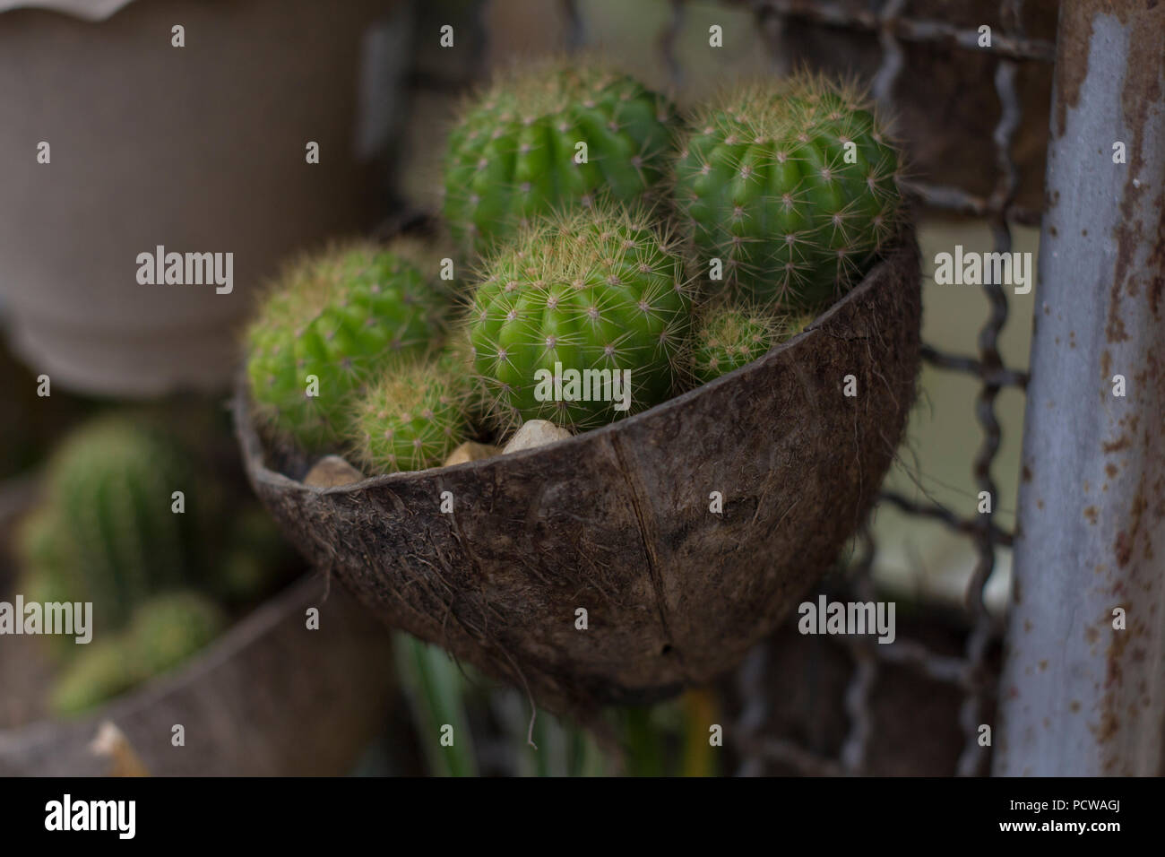 Coconut planter hi-res stock photography and images - Alamy