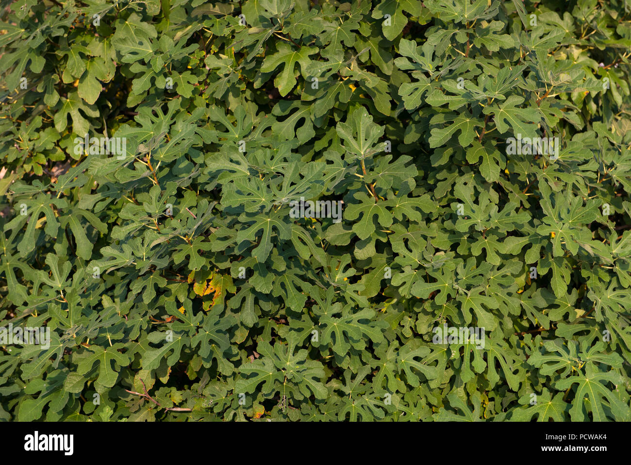 Green fig tree leaves as background, wallpaper Stock Photo - Alamy