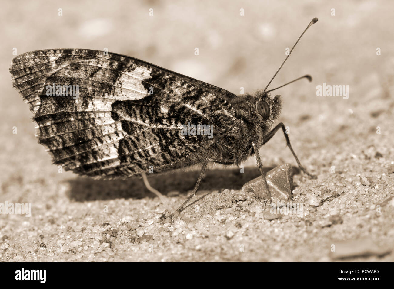Closeup mage of a Grayling Butterfly (Hipparchia semele) in sepia Stock ...