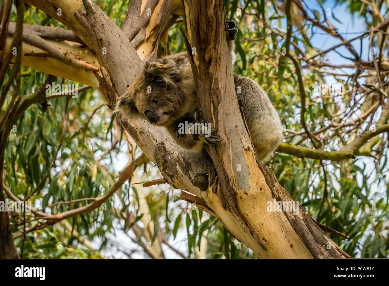 Koala looking down from a tree in Australia Stock Photo - Alamy