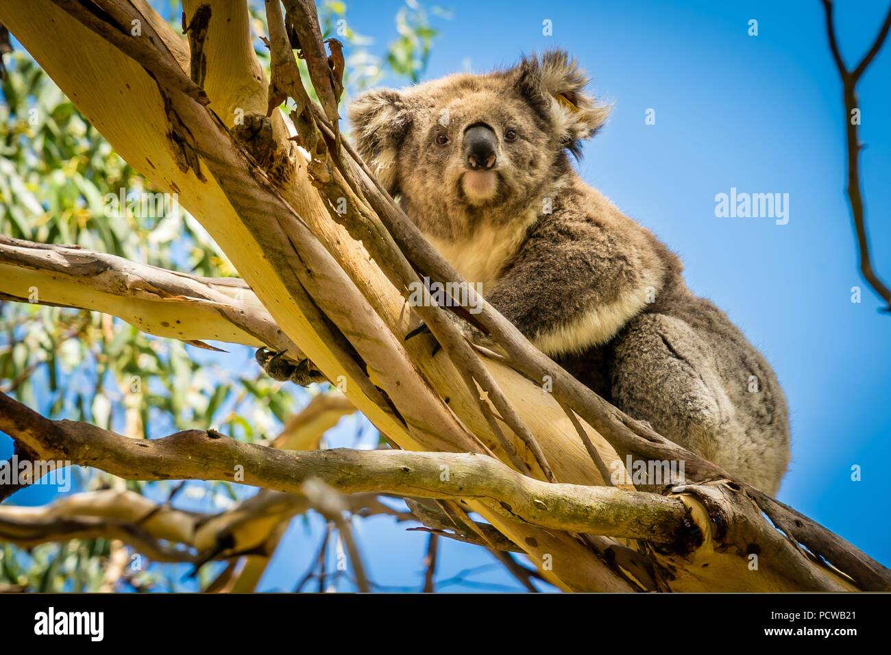 Koala portrait, koala looking at the photographer in a forest in ...