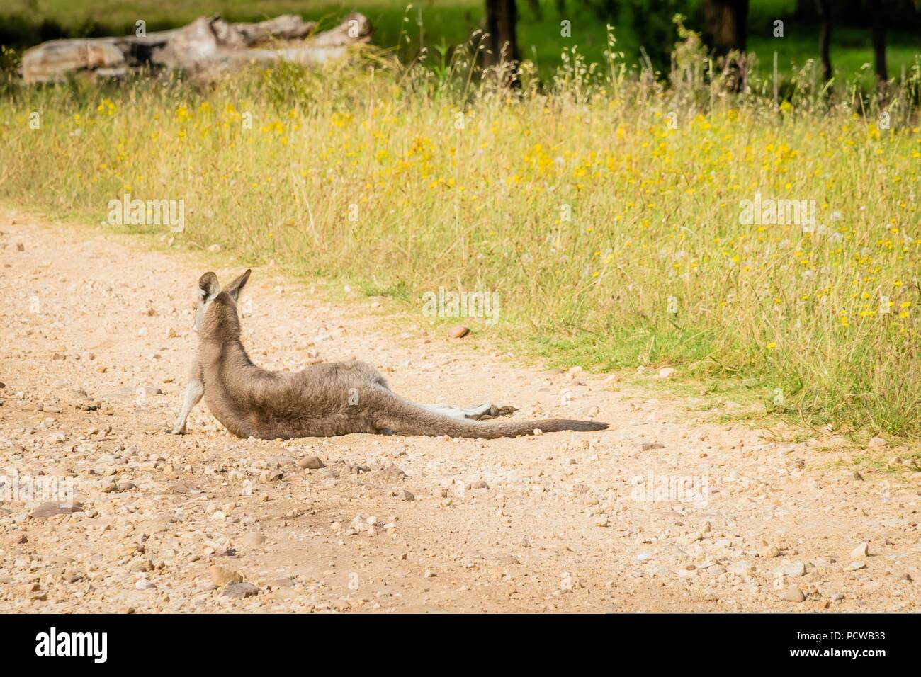 Car on road and kangaroo hi-res stock photography and images - Alamy