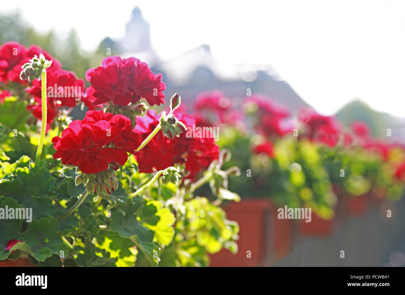 row of flower boxes with red geraniums, city silhouette in background ...