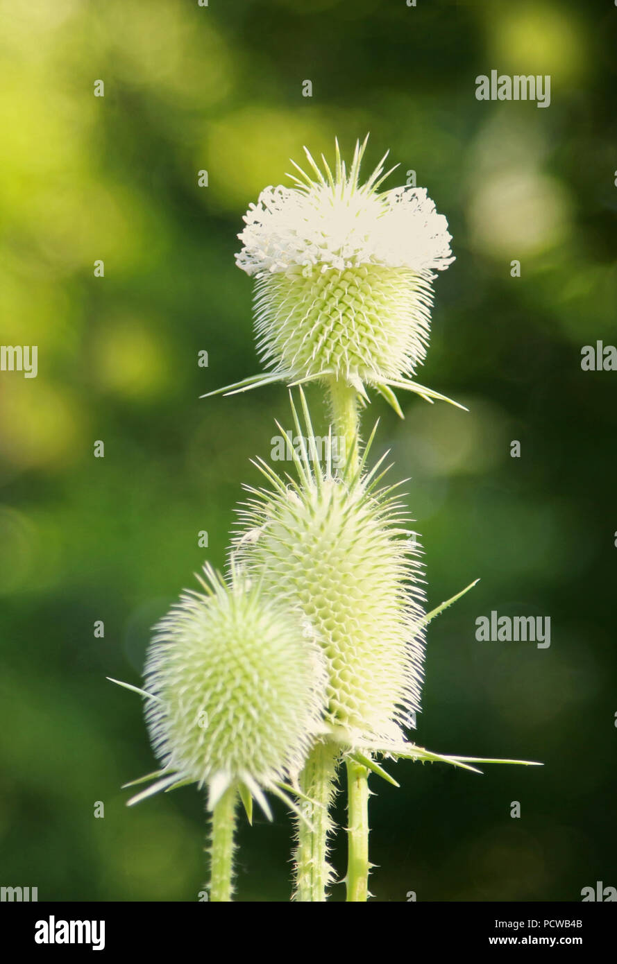 wild teasel with white blossom, green background, wildflower, dipsacus ...