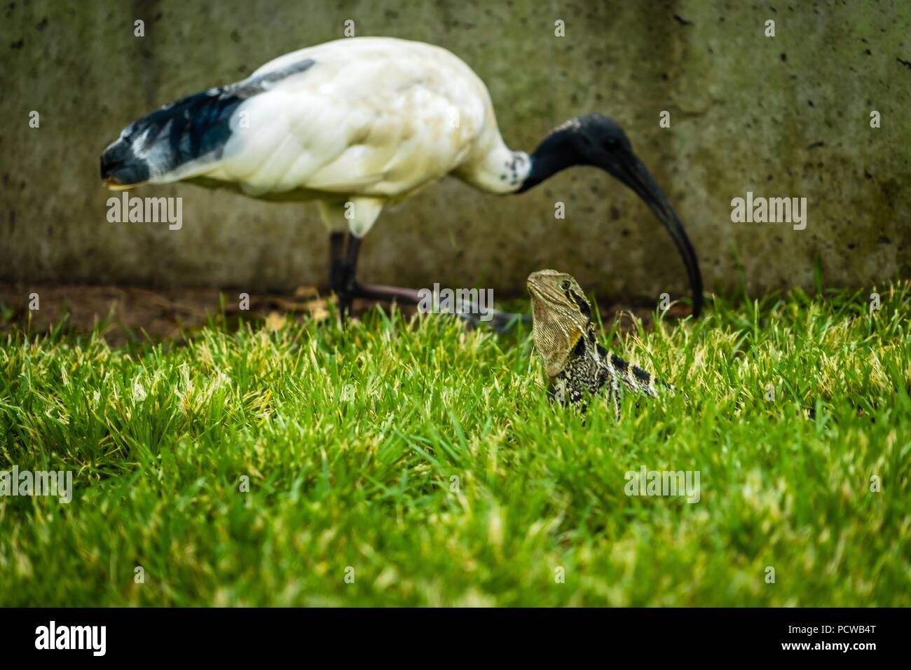 Ibis bird brisbane wildlife hi-res stock photography and images - Alamy