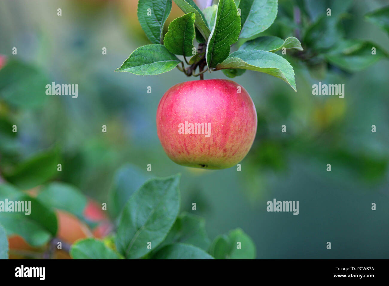 one red apple hanging from a tree Stock Photo - Alamy