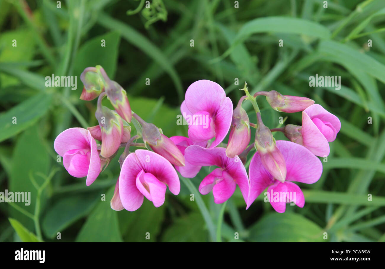 Pink vetches hi-res stock photography and images - Alamy