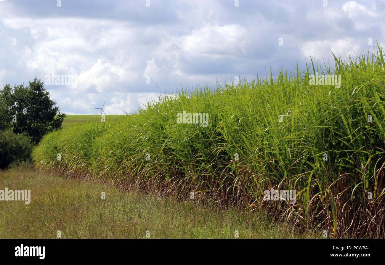 renewable energy, field with green elephant grass, wind turbine in ...