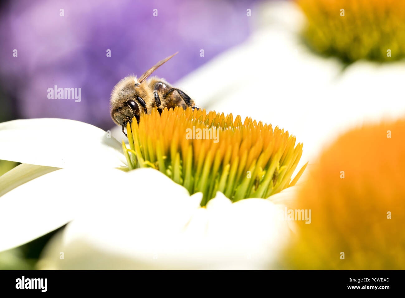 western honey bee (Apis mellifera) on echinacea Stock Photo - Alamy