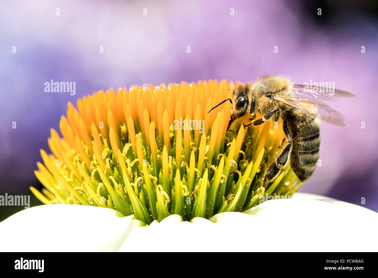 western honey bee (Apis mellifera) on echinacea Stock Photo - Alamy western honey bee (Apis mellifera) on echinacea Stock Photo - Alamy