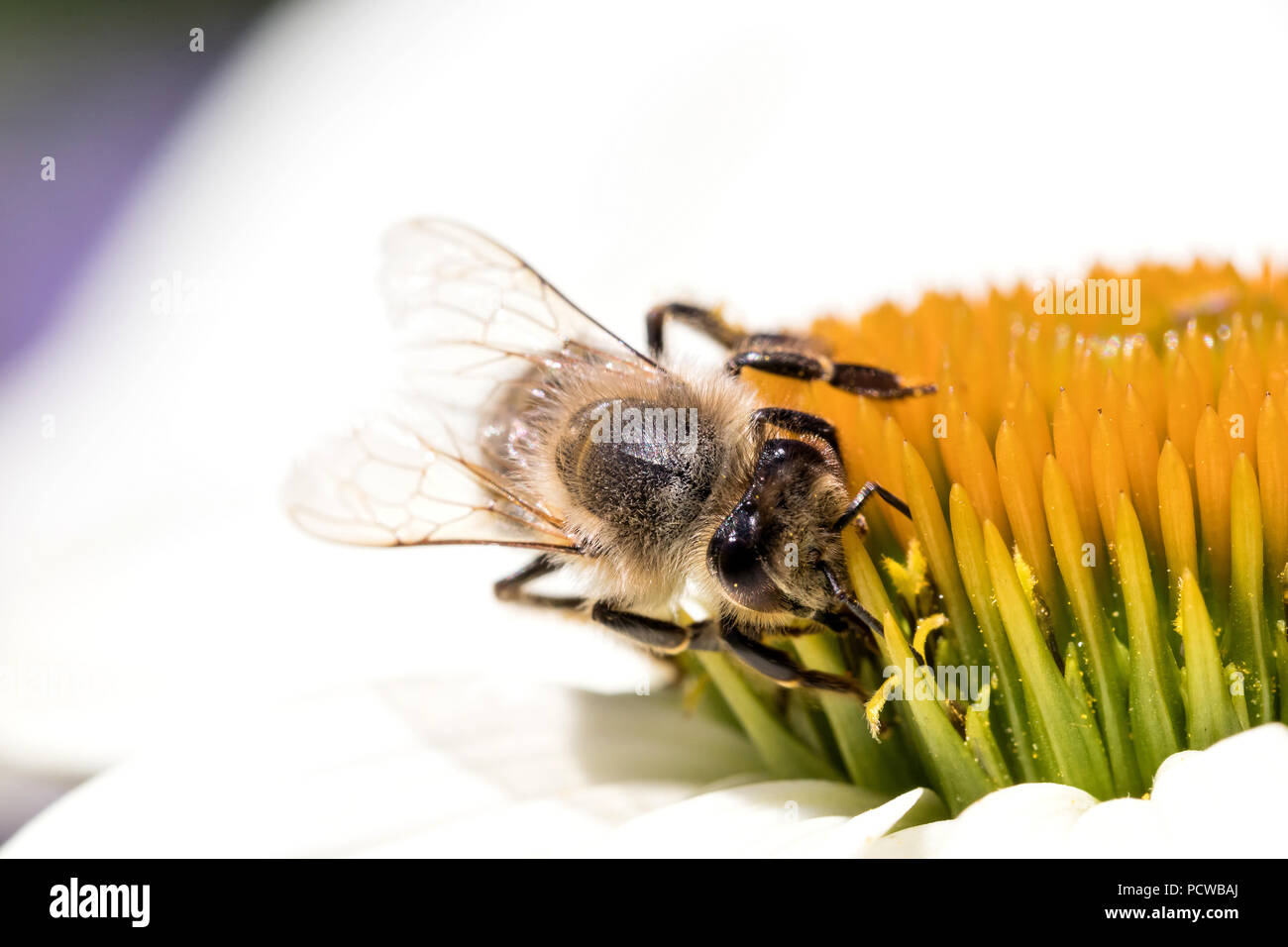western honey bee (Apis mellifera) on echinacea Stock Photo - Alamy western honey bee (Apis mellifera) on echinacea Stock Photo - Alamy