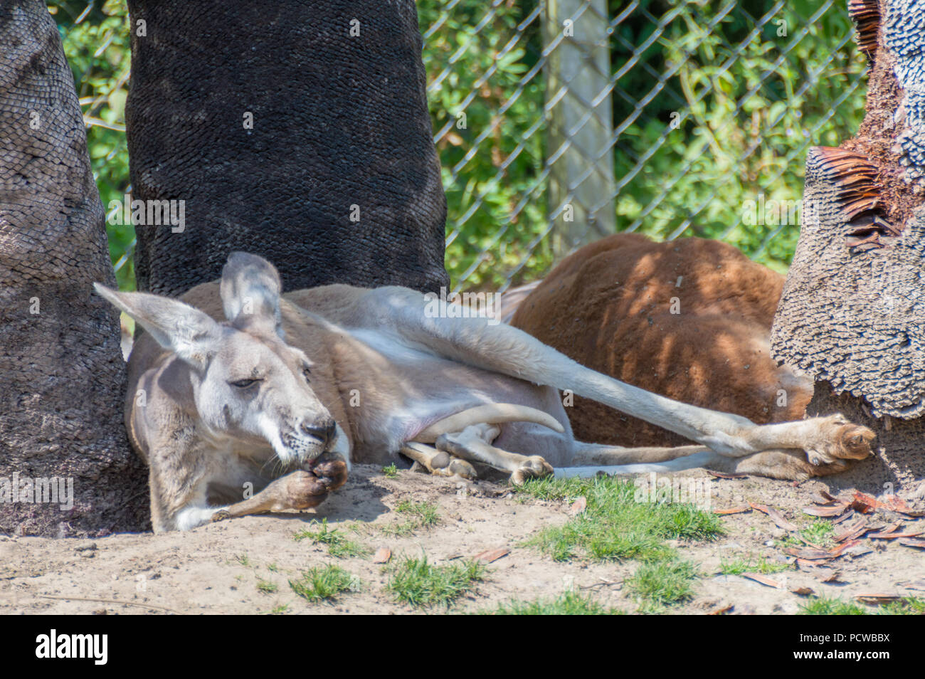 Relaxing kangaroo lying in the sand Stock Photo - Alamy