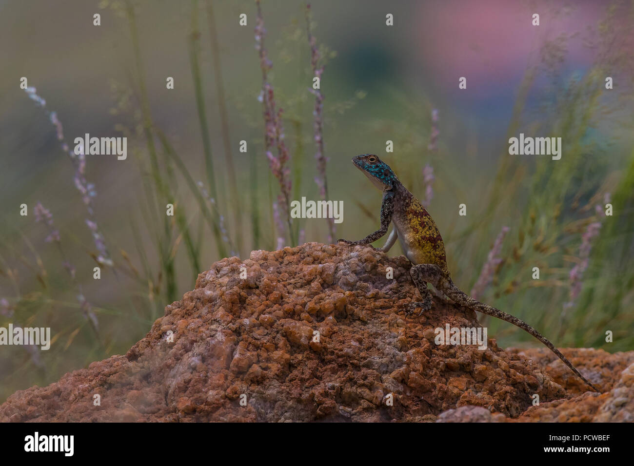 Tropical spiny agama hi-res stock photography and images - Alamy