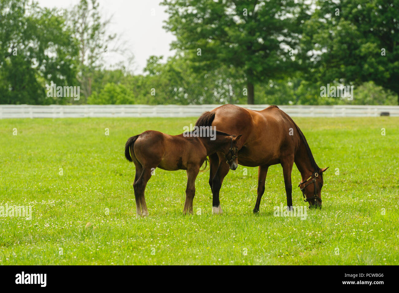 Mare and colt Stock Photo - Alamy