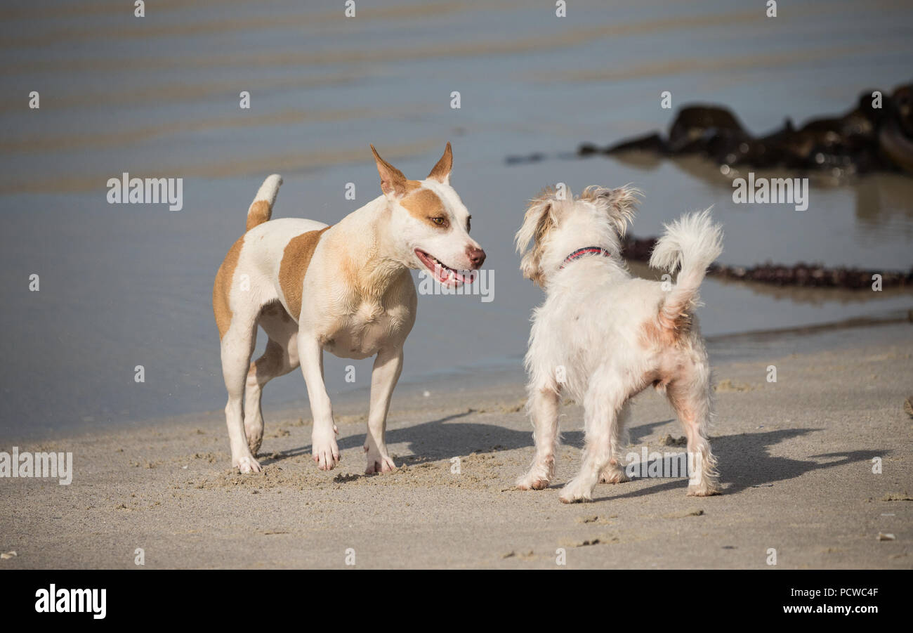 Two Dogs Meeting Stock Photos & Two Dogs Meeting Stock Images - Alamy