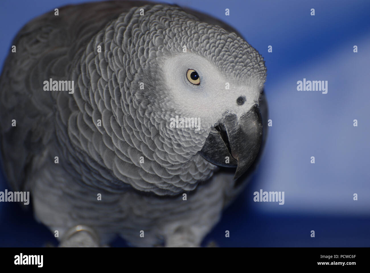 Great up close look at an African grey parrot Stock Photo - Alamy