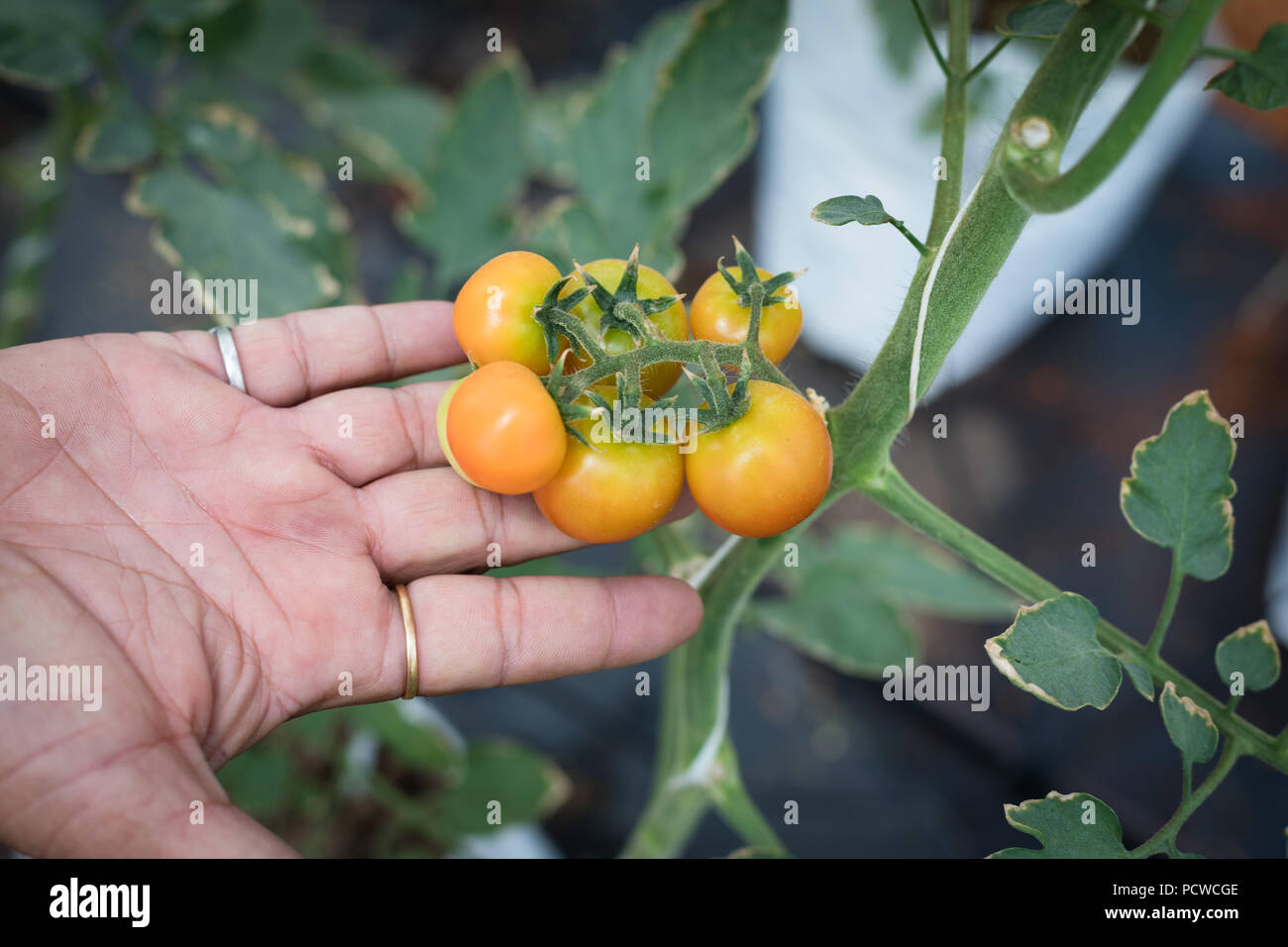 Cherry tomato plant grown inside a greenhouse Stock Photo - Alamy