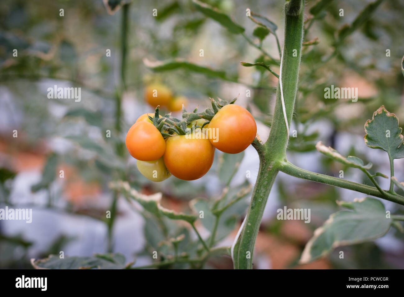 Cherry tomato plant grown inside a greenhouse Stock Photo - Alamy