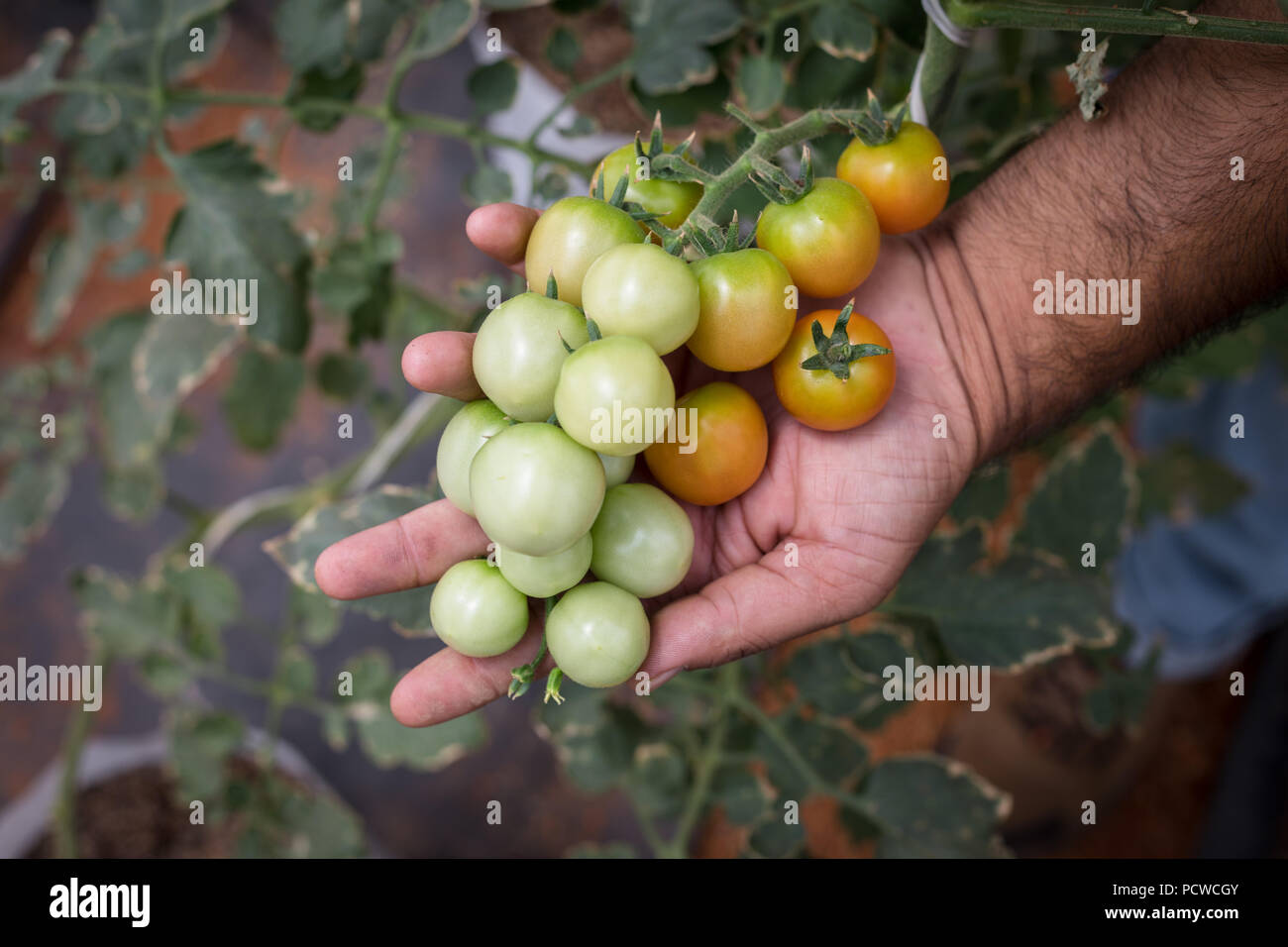 Cherry tomato plant grown inside a greenhouse Stock Photo - Alamy