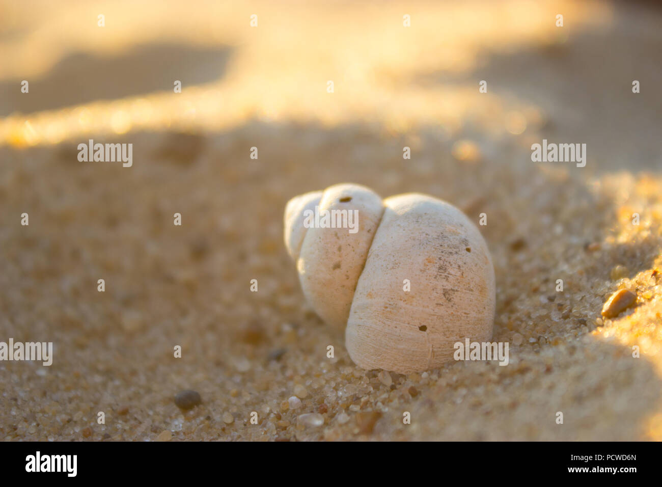 nautilus shell on a beach sand in yellow sunlight Stock Photo - Alamy