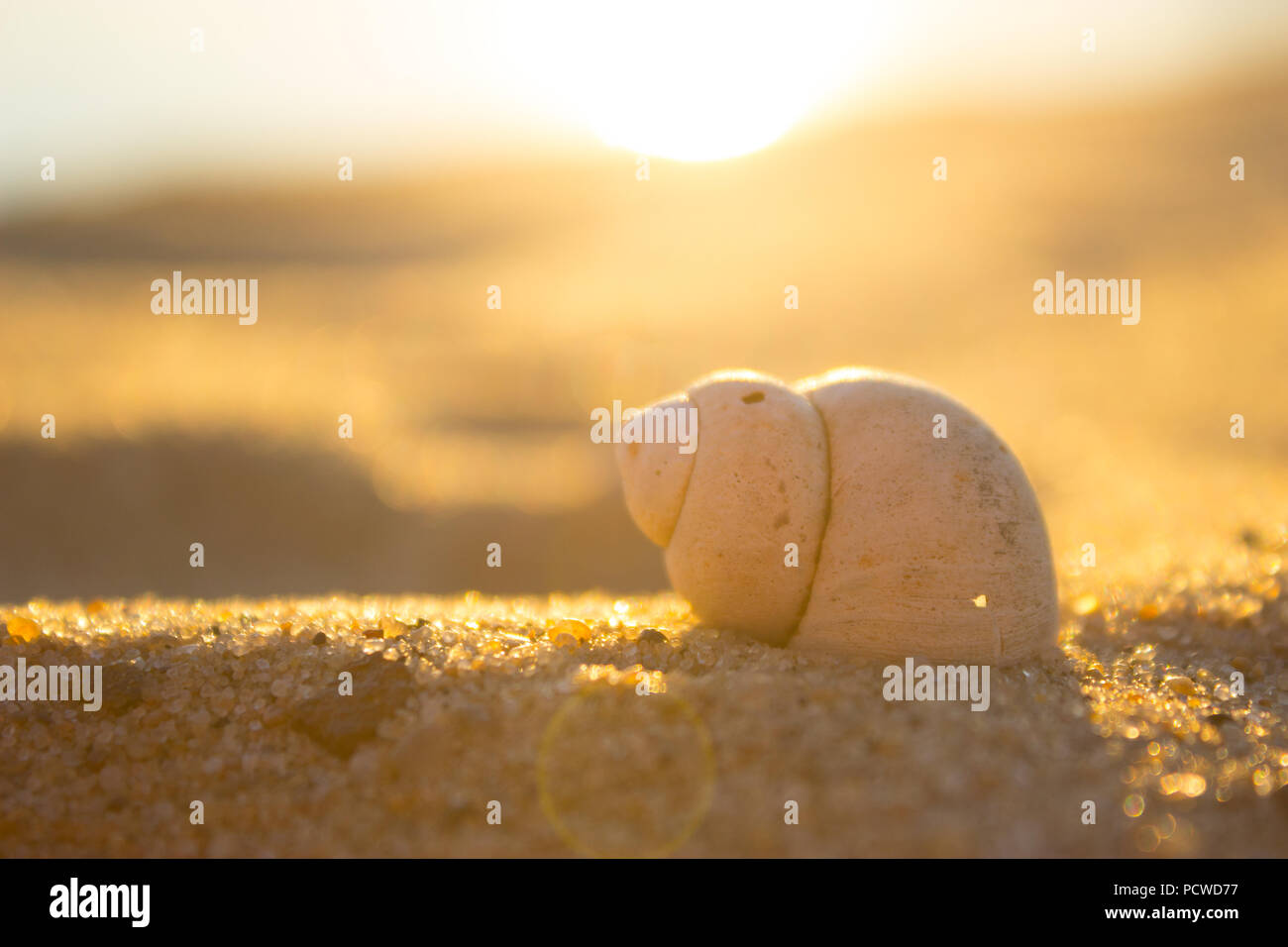 nautilus shell on a beach sand in yellow sunlight Stock Photo - Alamy